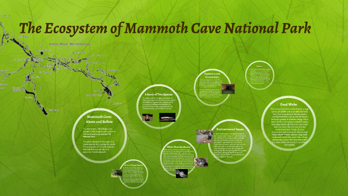 The Ecology of Mammoth Cave National Park by on Prezi