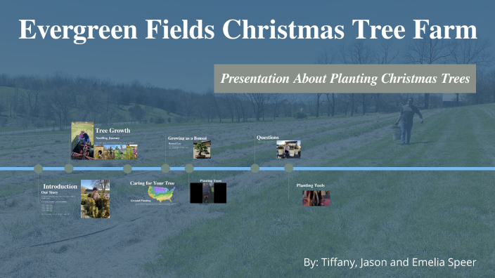 Evergreen Fields Christmas Tree Farm by Jason Speer on Prezi