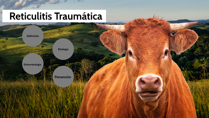 Reticulitis Traumática by Brandon Hernandez on Prezi