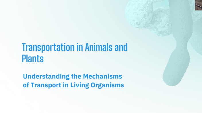 Transportation in Animals and Plants by Bidubhusan Mohanty on Prezi
