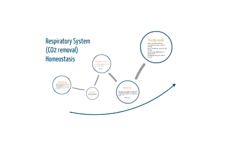 Respiratory System Homeostasis by Jen La on Prezi