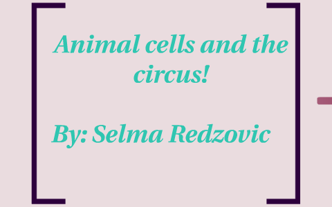 Cell Nucleus and the Circus Ring Master: by Selma Redzovic on Prezi