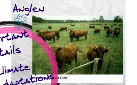 angeln cattle by Christa Hatfield on Prezi