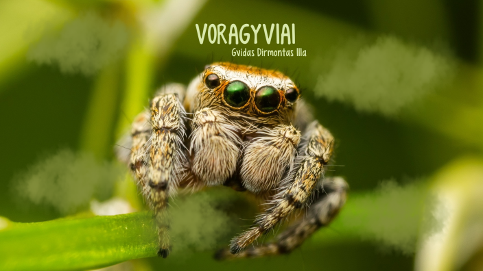 Voragyviai by Gvidas Dirmontas on Prezi