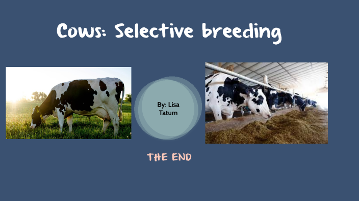 Cows: Selective breeding by lisa tatum on Prezi