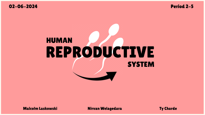 Reproductive System Presentation by Nirvan Welagedara on Prezi
