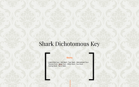 Shark Dichotomous Key by Mike Demers on Prezi