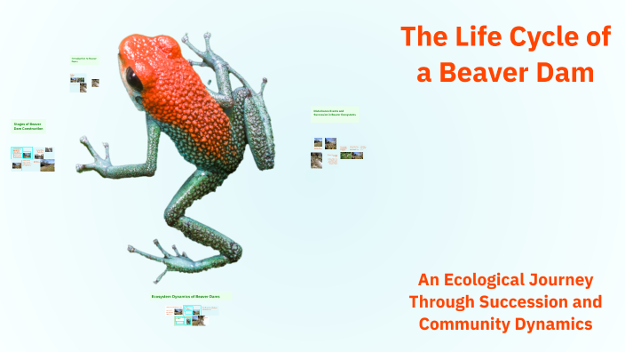 The Life Cycle of a Beaver Dam by Alexandra Ion on Prezi
