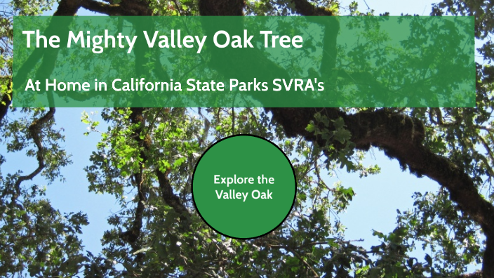 The Mighty Oak Tree by OHV INTERP on Prezi