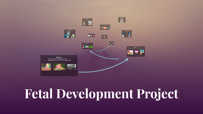 Fetal Development Project by Tracy Berrios on Prezi