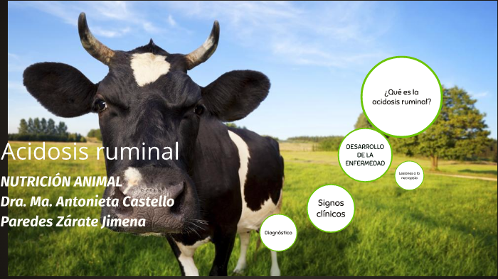 acidosis ruminal by Jimena paredes on Prezi