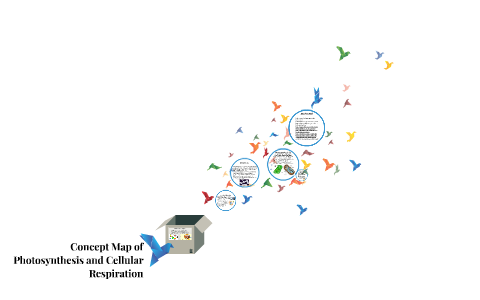 Concept Map of Photosynthesis and Cellular Respiration by Kamren ...