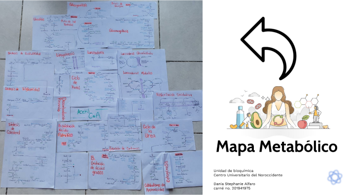 mapa metabólico by Tefy on Prezi