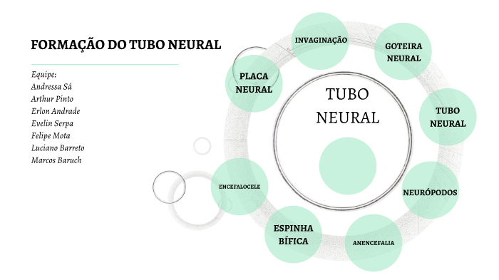 formação do tubo neural by Andressa Sobreira on Prezi