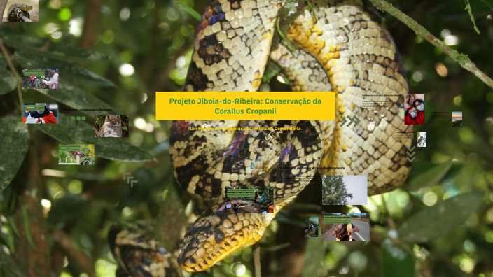 Projeto Jiboia-do-Ribeira: Conservação da Corallus Cropanii by Bruno ...