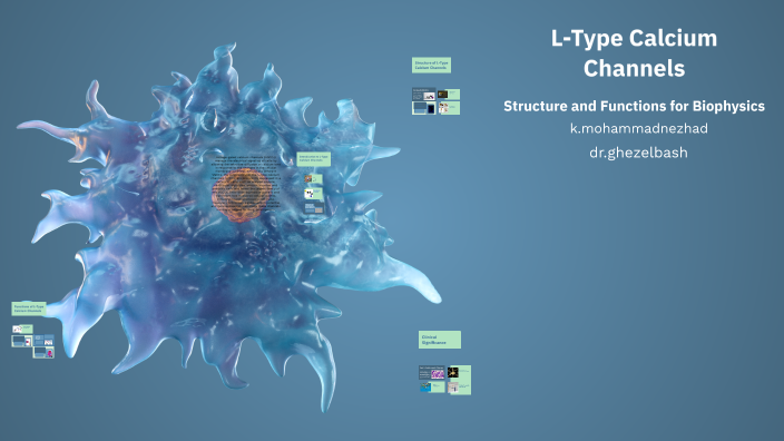 L-Type Calcium Channels by kawi mohamad on Prezi
