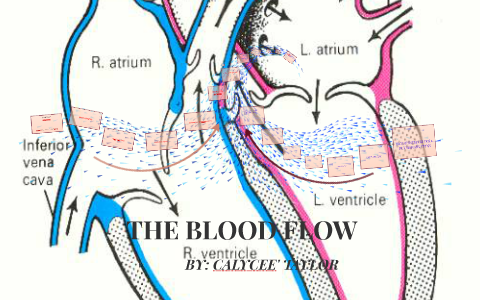 Heart Blood Flow Cycle by Calycee' Taylor on Prezi
