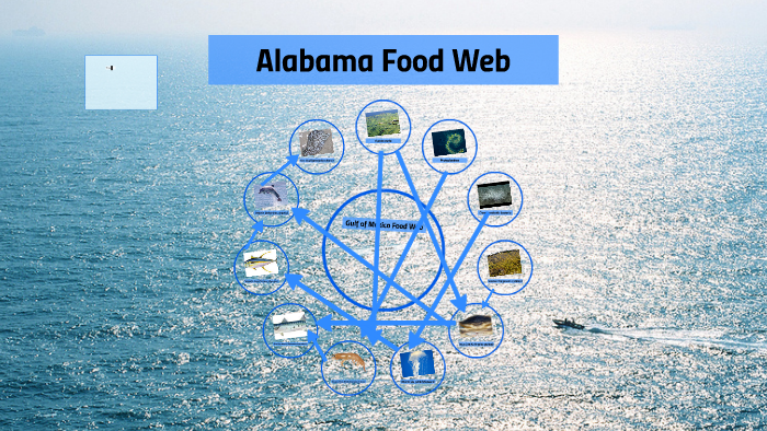 Alabama Food Web by Mollie Murphy on Prezi