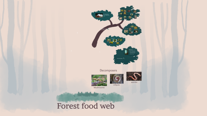 forest biome food web by JOHN PHILLIP on Prezi