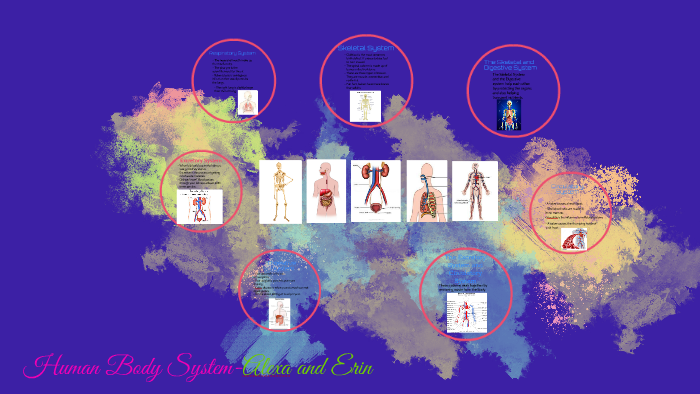 Human Body Systems by Erin Cunnane on Prezi