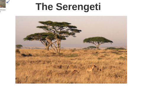 The Serengeti by on Prezi