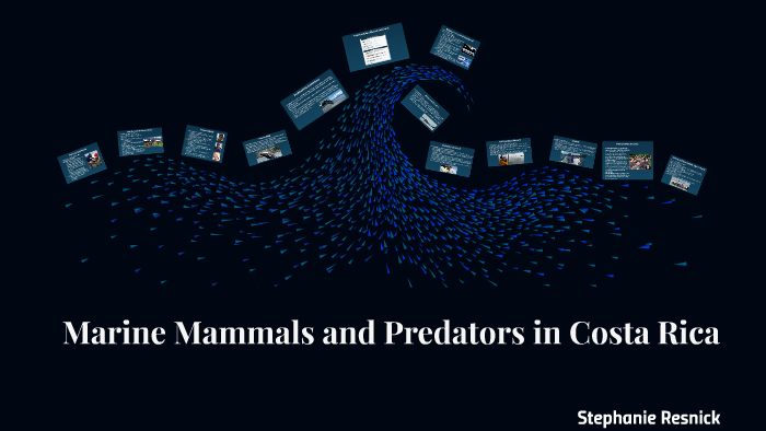 Marine Mammals and Predators in Costa Rica by Steph R on Prezi