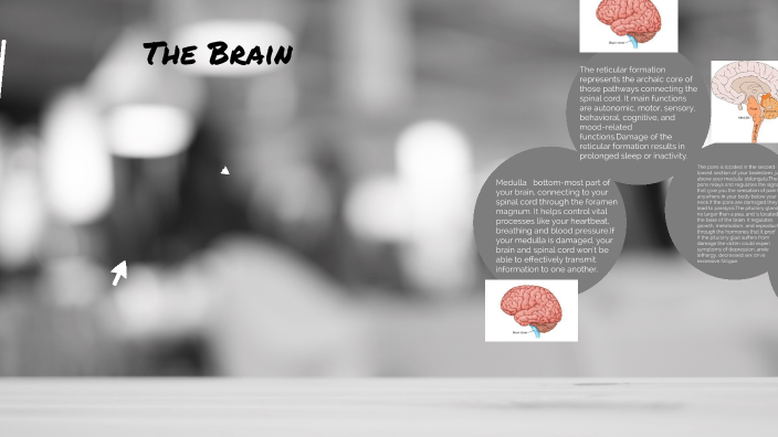 The Brain by Evelyn Trevino on Prezi