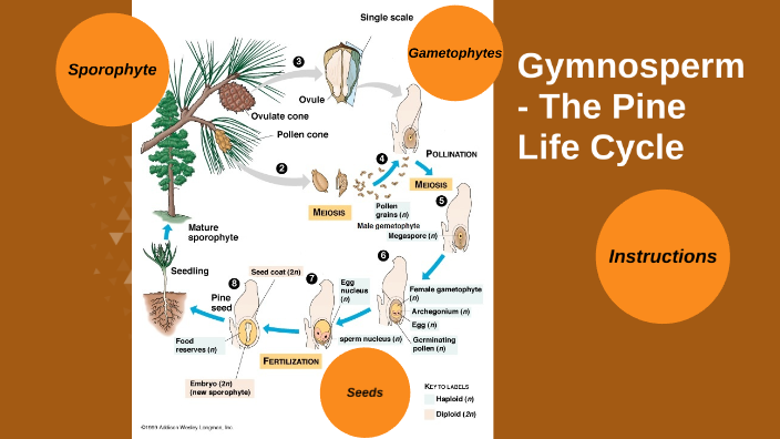 Gymnosperm- The Pine Life Cycle by Mary Christie on Prezi