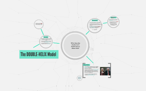 The DOUBLE-HELIX Model by Raghad Mahmoud on Prezi