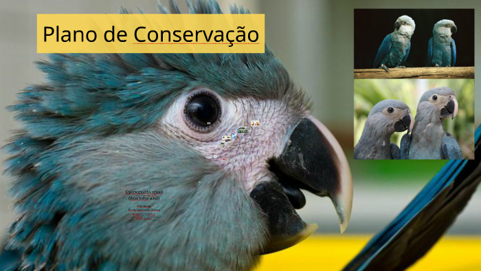 Cyanopsitta spixii (Ararinha azul) by Dionis Teixeira on Prezi