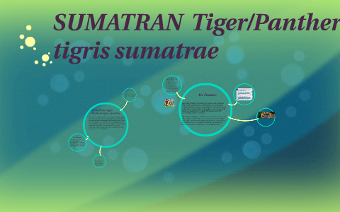 SUMATRAN Tiger by Erica Middlebrooks on Prezi