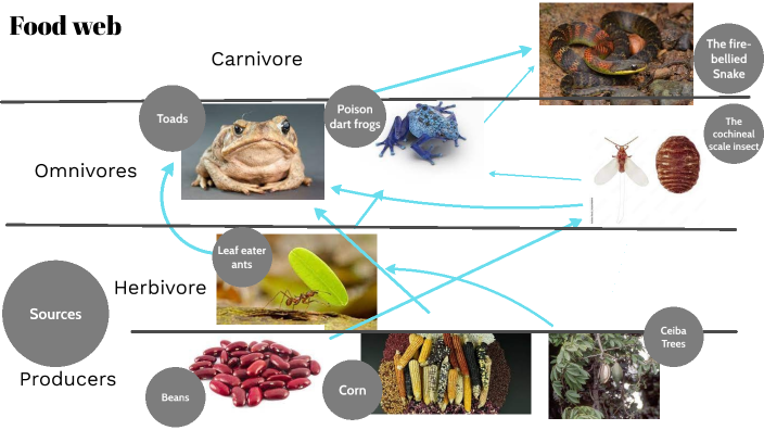 Mayan Food web by Isabelle Leavitt on Prezi