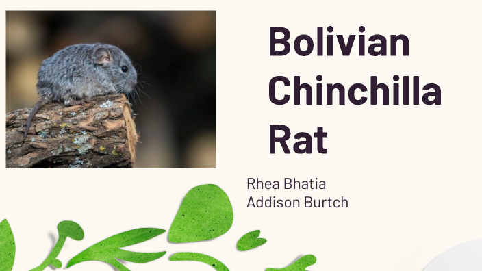 Endangered Species Project by Rhea Bhatia on Prezi