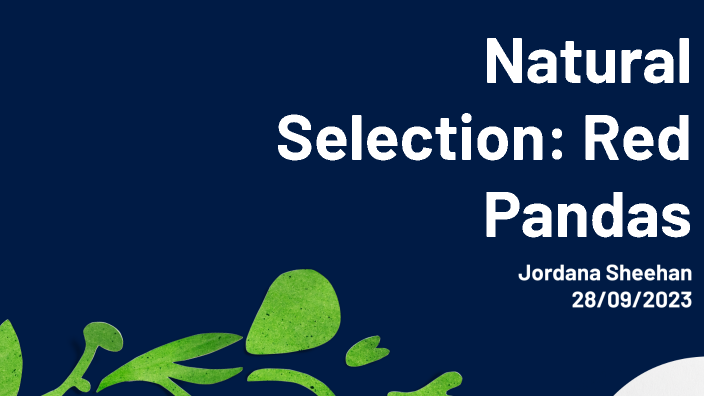 Natural Selection: Red Pandas by Jordana Sheehan on Prezi