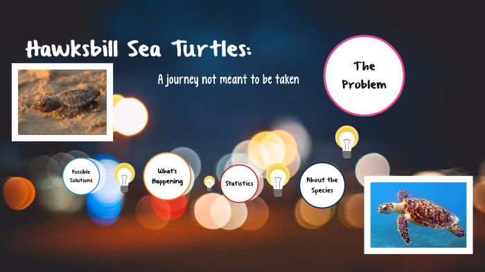 Hawksbill Sea Turtles by Viki F on Prezi