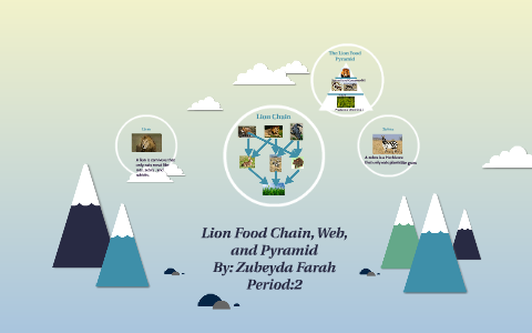 Lion Food Chain, Web, by Zubeyda F.