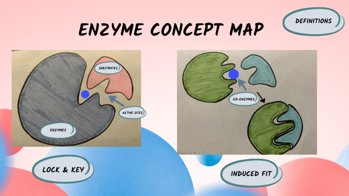 Enzymes Concept Map by Mariam Deme on Prezi
