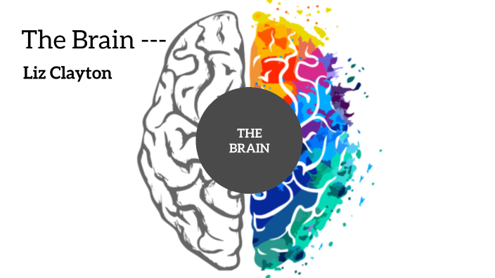 Brain -- Psychology project by liz clayton on Prezi