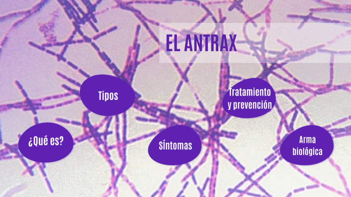 El antrax by Patricia Licznerski on Prezi