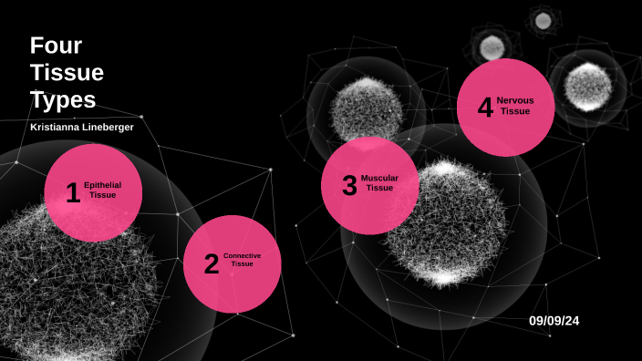 Four Tissue Types by Kristianna Lineberger on Prezi