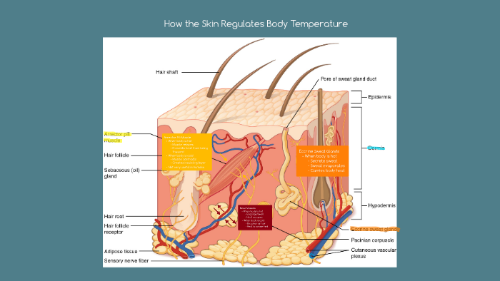 How the Skin Regulates Body Temperature by Tara Giblin on Prezi