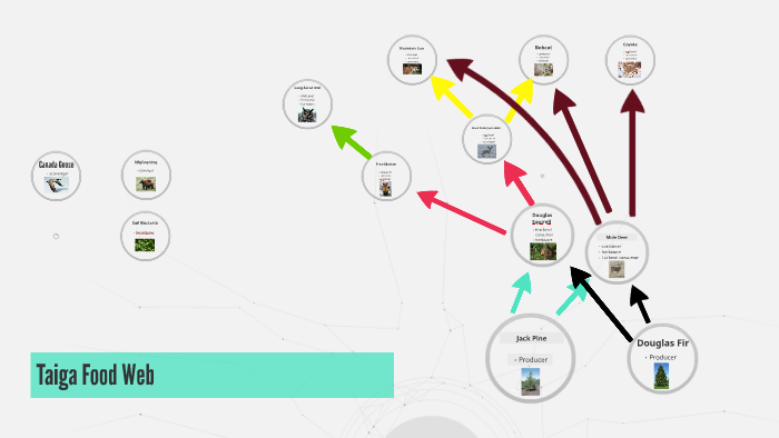 Taiga Food Web by christopher bailey on Prezi