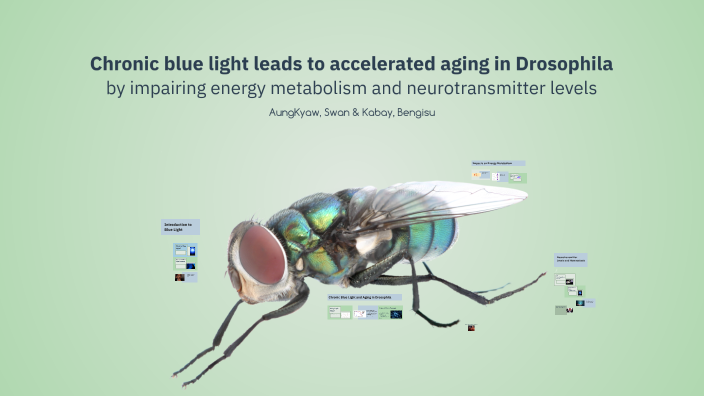 Chronic Blue Light Exposure and Accelerated Aging by Bengisu Kabay on Prezi