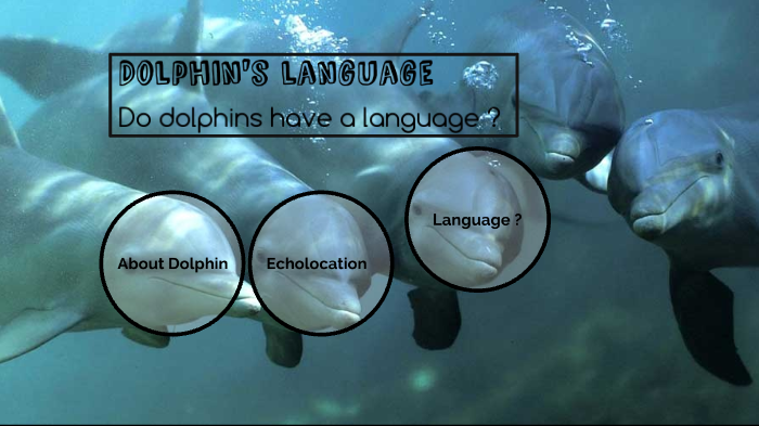 Dolphin language by Adrien Lefort on Prezi