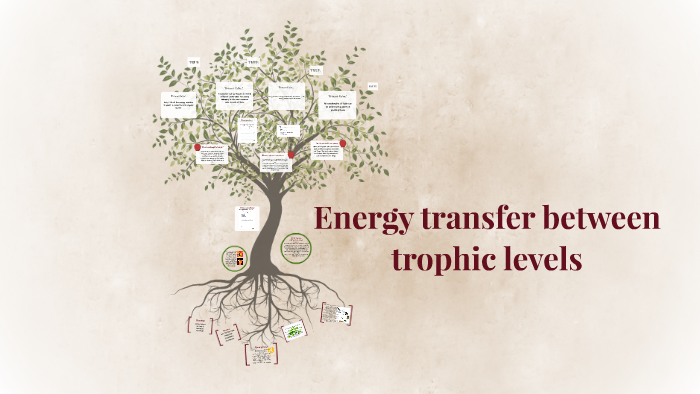 Energy transfer between trophic levels by Parsa Keyvani on Prezi