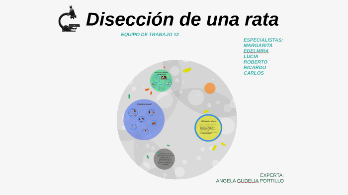 Disección de una rata by Carlos Merino on Prezi
