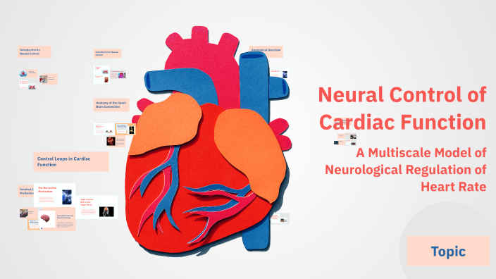 Neural Control of Cardiac Function by Chris Cameron on Prezi