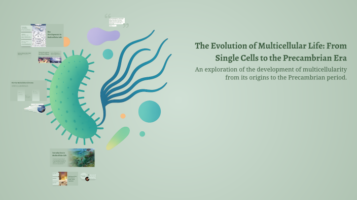 The Evolution of Multicellular Life: From Single Cells to the ...