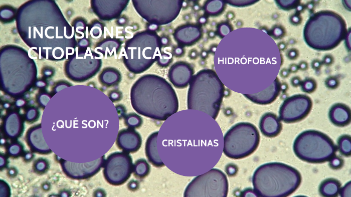INCLUSIONES CITOPLASMÁTICAS by vera megias on Prezi