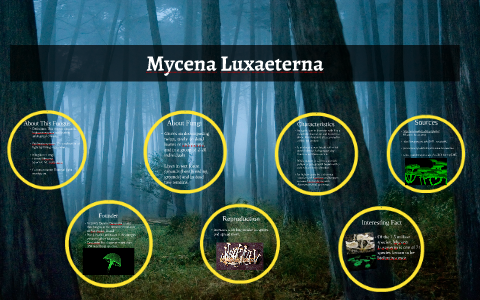 Mycena Luxeterna by Miranda Tharp on Prezi